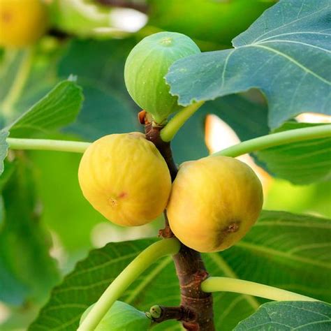 Ficus Desert King Fig Jackson And Perkins