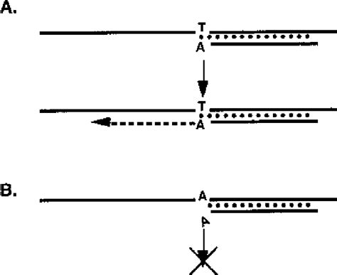 Primer Binding In ARMS Assays A On Chromosomes With The Mutant Download Scientific Diagram