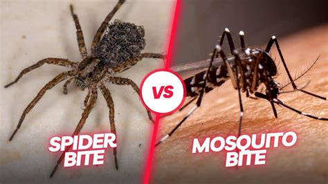 Spider Bite Vs Mosquito Bite 6 Important Differences Woms