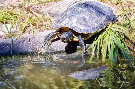 Premium Photo Trachemys Scripta Elegans Tortoise Premium Photo Trachemys Scripta Elegans Tortoise