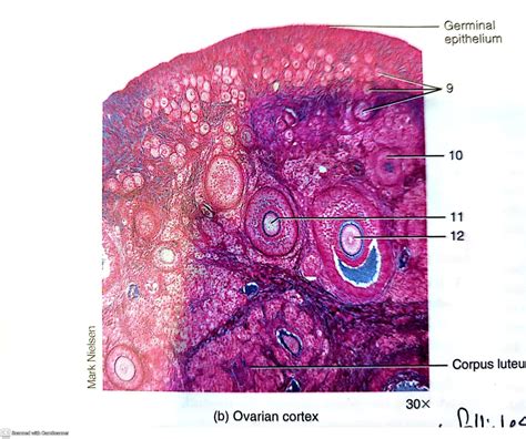 Ovarian Cortex Diagram Quizlet