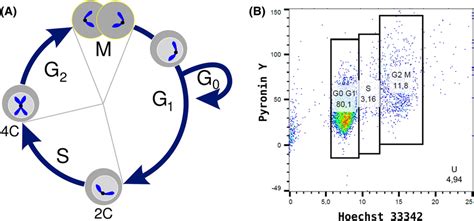 Mitosis Interphase G1 S G2