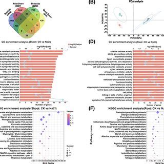 Growth Status Of The Wheat Seedlings Under The Control And Salt Stress Download Scientific