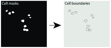 instance segmentation output showing β cell boundaries example image