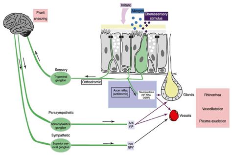 Trigeminal Function In Sino Nasal Health And Disease