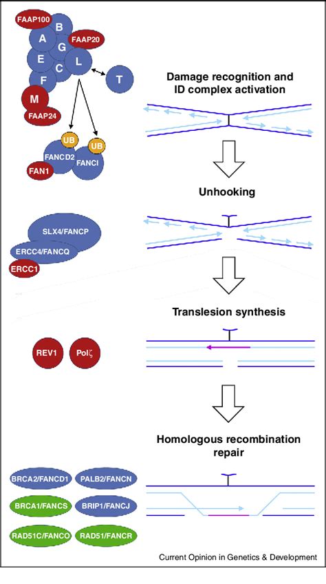 Chromosome Fragility Semantic Scholar