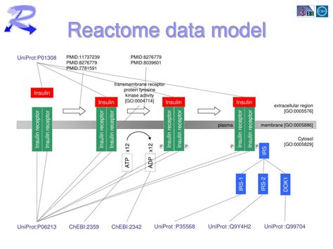 Ppt Reactome A Pathways Knowledgebase Powerpoint Presentation Free