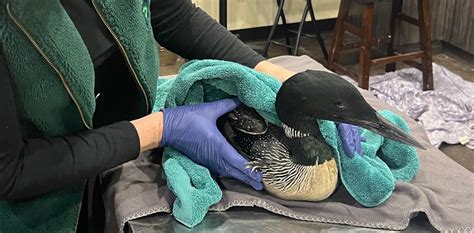 Migrating Loons May Need Human Help Due To Unique Atmospheric