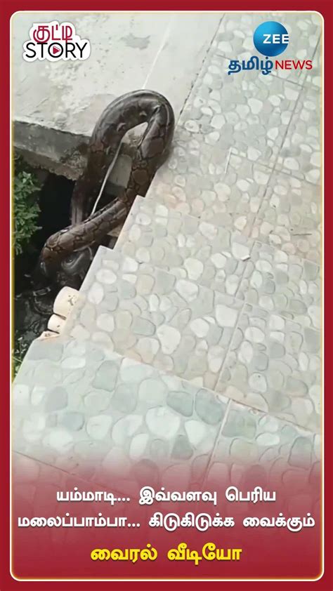 யம்மாடி இவ்வளவு பெரிய மலைப்பாம்பாகிடுகிடுக்க வைக்கும் வைரல் வீடியோ