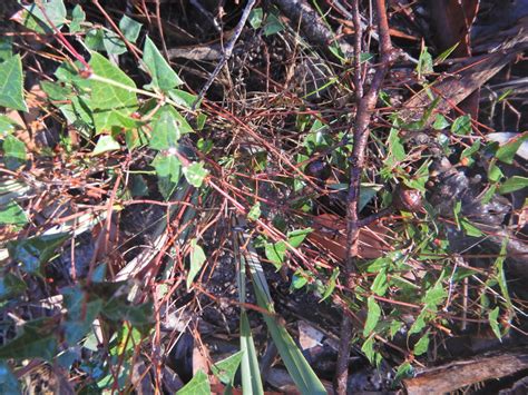 Common Flat Pea From Steiglitz Bert Boardman Reserve Vic 3331