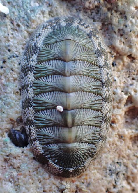 West Indian Green Chiton Chiton Tuberculatus Complete Care Guide