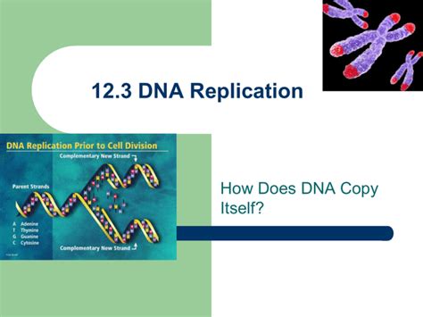DNA S Discovery And Structure