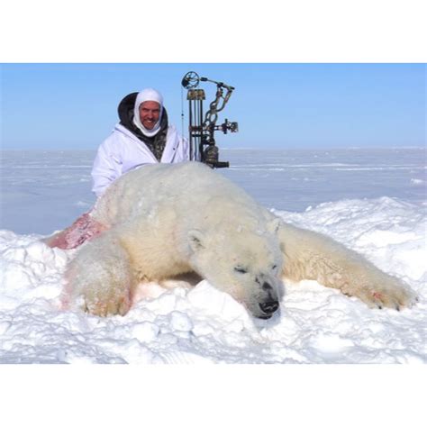 Polar Bear Hunts In The Arctic Circle Huntin Fool