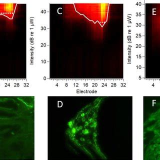 Responses To Optical Stimulation Via A RWM Positioned Optical Fibre Download Scientific Diagram