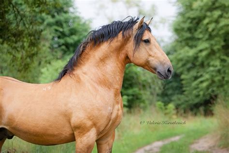Прекрасный Багет - фотографии - Lerik - конники - equestrian.ru