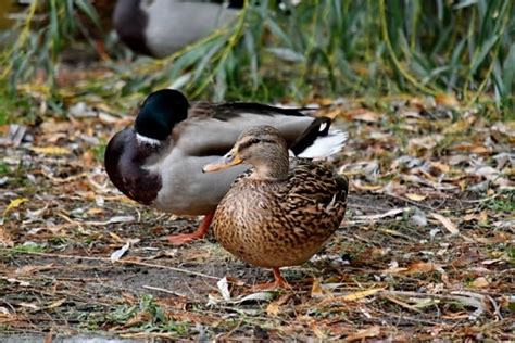Imagen Gratis Pato ánade Real Hábitat Natural Vista Lateral Pájaro