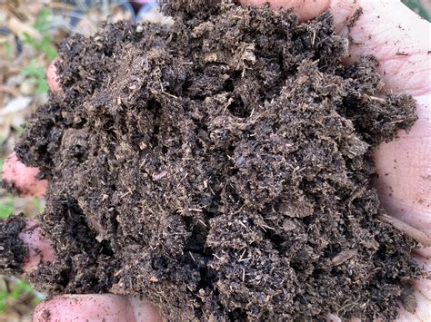 Benefits Of Peat Moss Lawn Care Made Easy