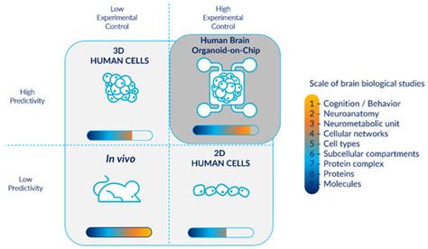 Human Brain Organoids On Chip Advances Challenges And Perspectives