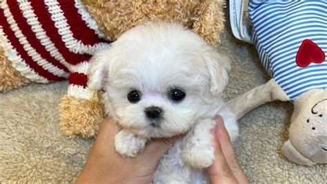 대구강아지분양 대구애견분양 개키우는남자 대구비숑프리제분양 대구포메라니안분양 대구말티즈분양 Youtube