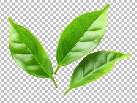 Лист зеленого чая на прозрачном фоне | Премиум AI-сгенерированный PSD