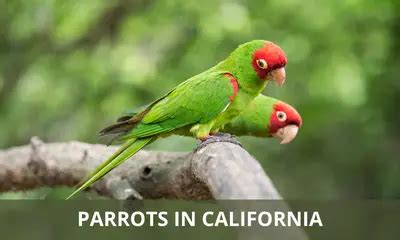 Parrots In California Global Birding Initiative
