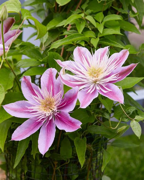 15 Clematis Varieties To Grow For Gorgeous Flowers