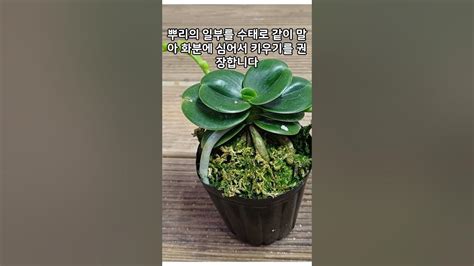 반음지에서 키울수있는 작은란2가지 식물대엽풍란소엽풍란 Youtube