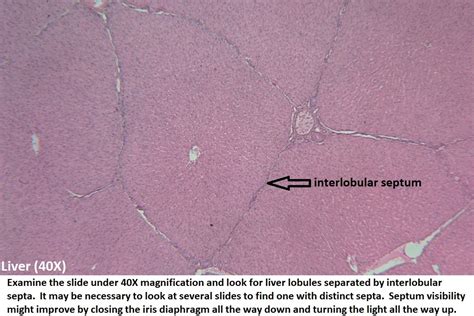 Liver Slide Histology