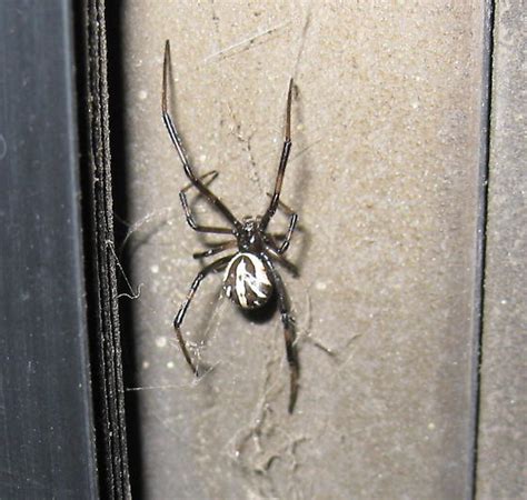 Black Spider With Spot On Back