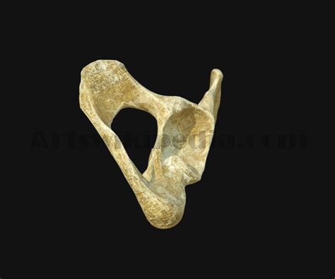 Artstation 3d Pelvic Bone Model Resources