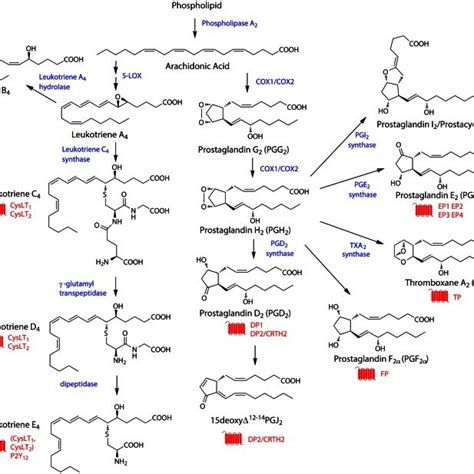 Eicosanoid Synthesis In T Cells Download Table