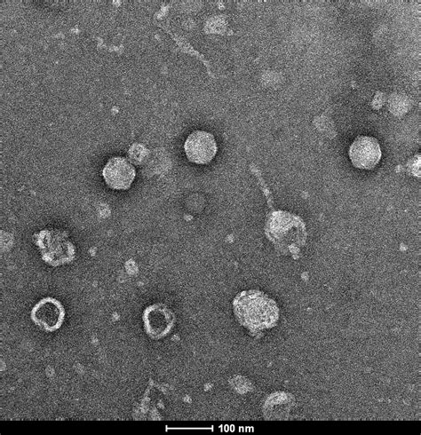 The Actinobacteriophage Database Phage Archery