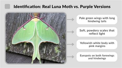 Purple Luna Moths Myths Variants And Look Alikes