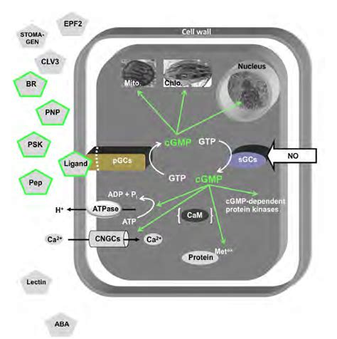 Figure 1 From Cyclic Nucleotide Monophosphates And Their Cyclases In Plant Signaling Semantic