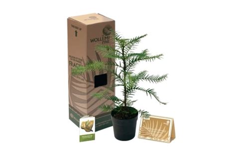 Wollemi Pine How To Grow And Care For A Prehistoric Tree Better