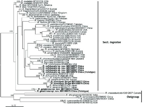 phylogram generated from maximum likelihood ml method based on rdna
