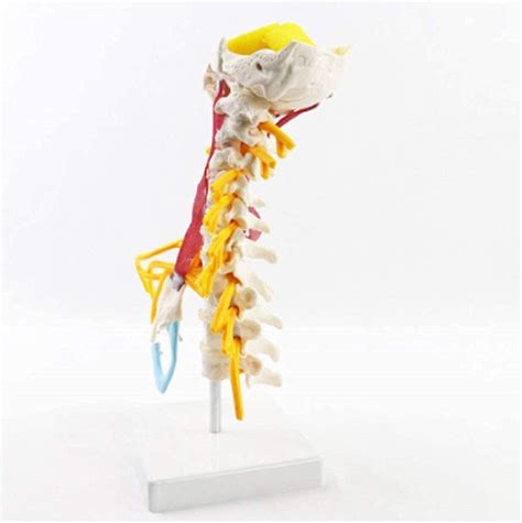Senwei Educational Model Human Cervical Spine Model Brachial Plexus