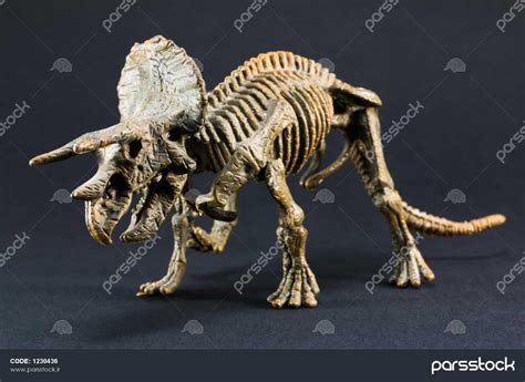 اسباب بازی مدل اسکلت دایناسور فسیلی تری سراتوپ در زمینه مشکی 1230436