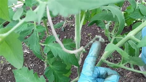 Пасынкование и формирование купированного растения томата в 2 стебля ...