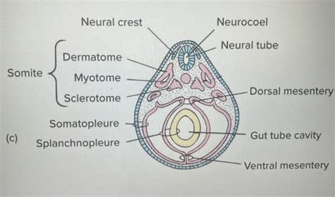 Digestive System Lecture Flashcards Quizlet