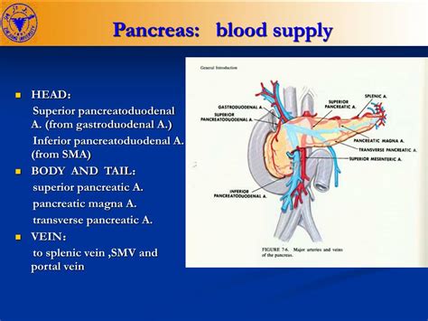 PPT - Pancreatic diseases PowerPoint Presentation, free download - ID ...