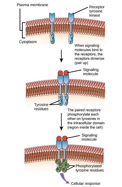 Ligands And Receptors Khan Academy Plasma Membrane Cell Membrane Cell