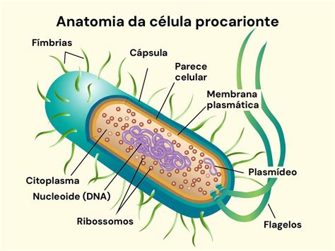Bactéria O Que é Célula Tipos Características E Reprodução