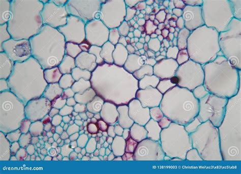 Water Lily Nymphaea Stem Under The Microscope Stock Image Image Of Exoderm Membrane 138199003