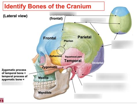 Discuss About Bones Of Cranium At Robert Lindsay Blog