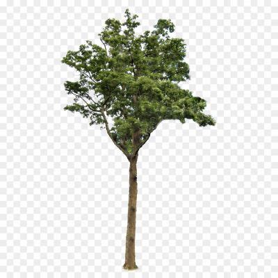 Tree Transparent Image PNG Isolated Pngsource Tree Transparent Image PNG Isolated Pngsource