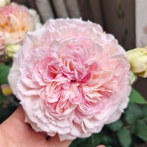 Traumerei Rose Plant 梦幻曲 Rose Explosion
