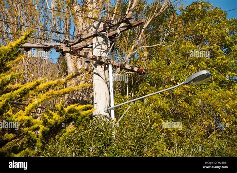 Power Lines In The Trees Stock Photo Alamy