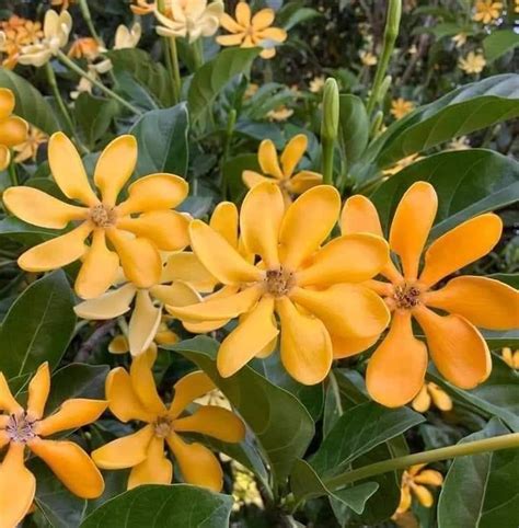 Shwe Sandalwood 🌻မနက်အစော ကိုယ် ဘုရားရှိခိုးလို့ မပြီးသေးတော့ ဝယ်သူမှာ နာရီဝက်လောက်စောင့်လိုက