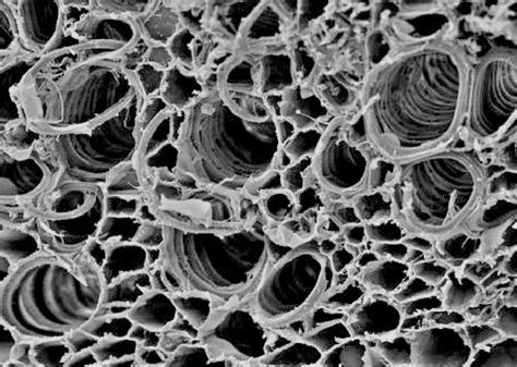The Structure Of Macropores In Of Biochar Is Due To The Vascular Bundle Download Scientific